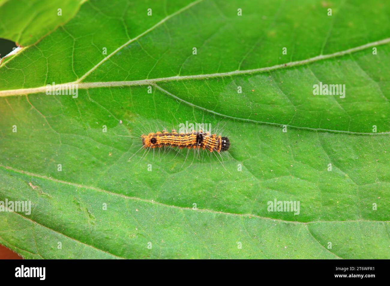 Lepidoptera larvae on wild plants, North China Stock Photo - Alamy