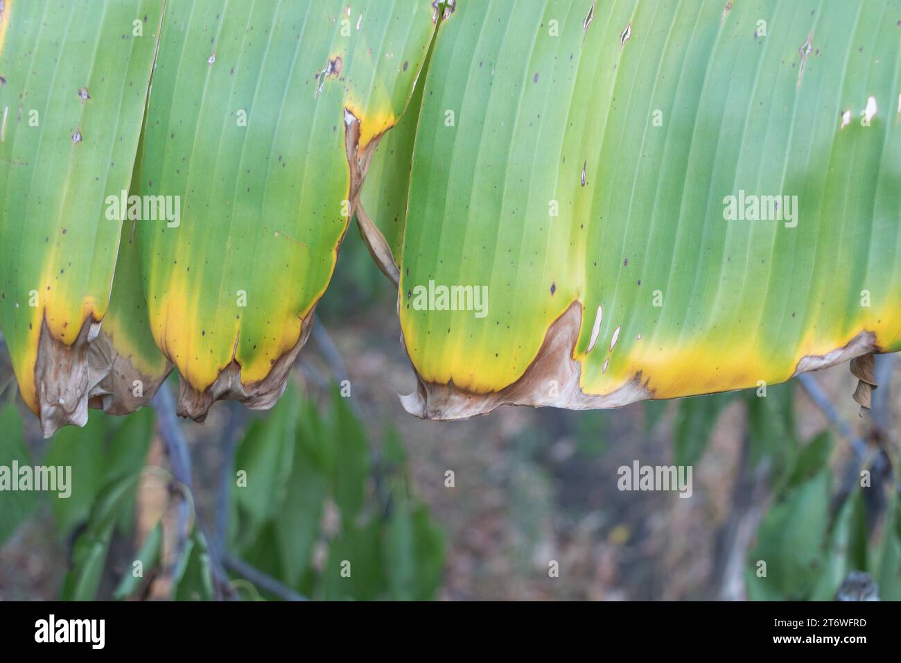 Banana leaf disease hi-res stock photography and images - Alamy