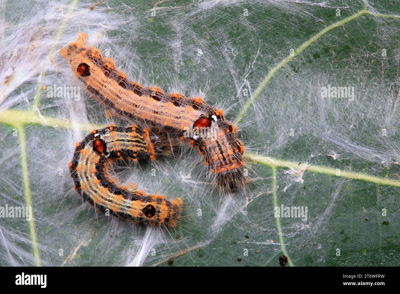 The larvae of moths are covered with bristles and look terrible Stock ...