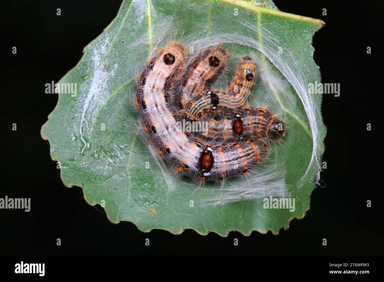 The larvae of moths are covered with bristles and look terrible Stock ...