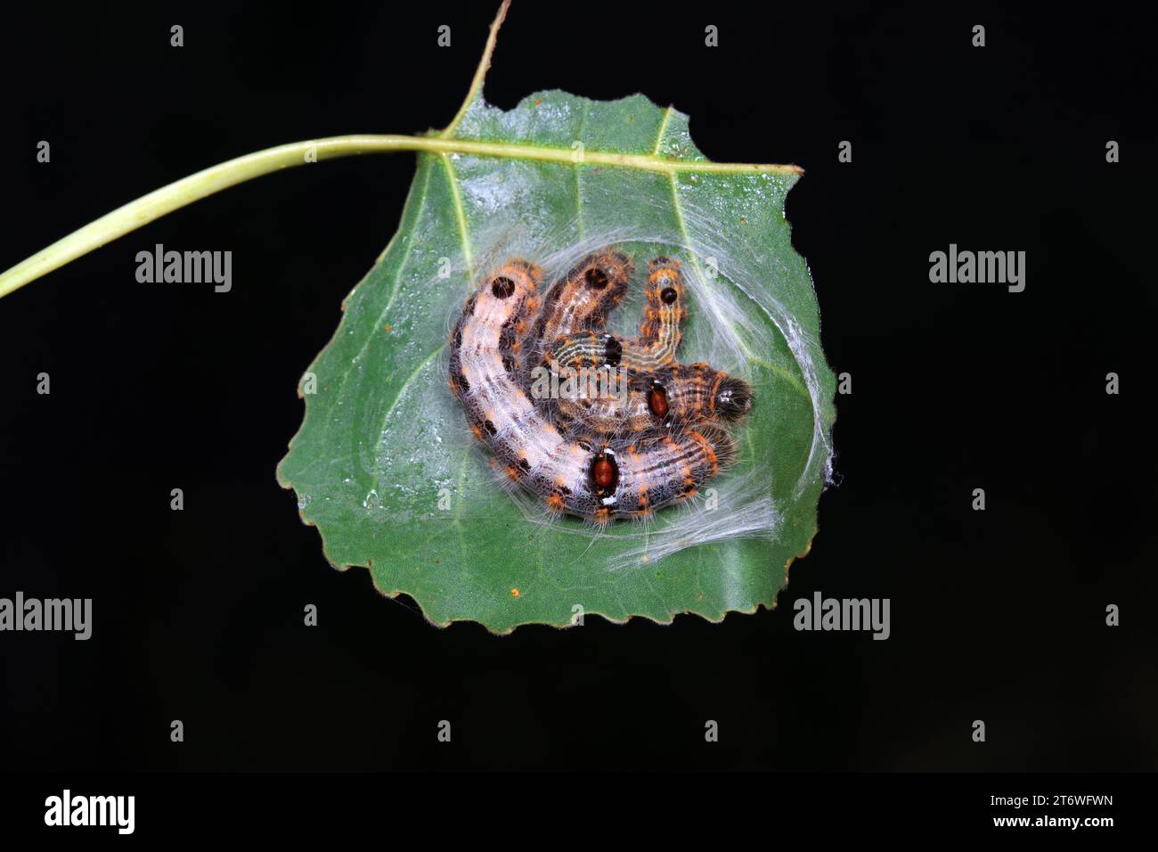 The larvae of moths are covered with bristles and look terrible Stock ...