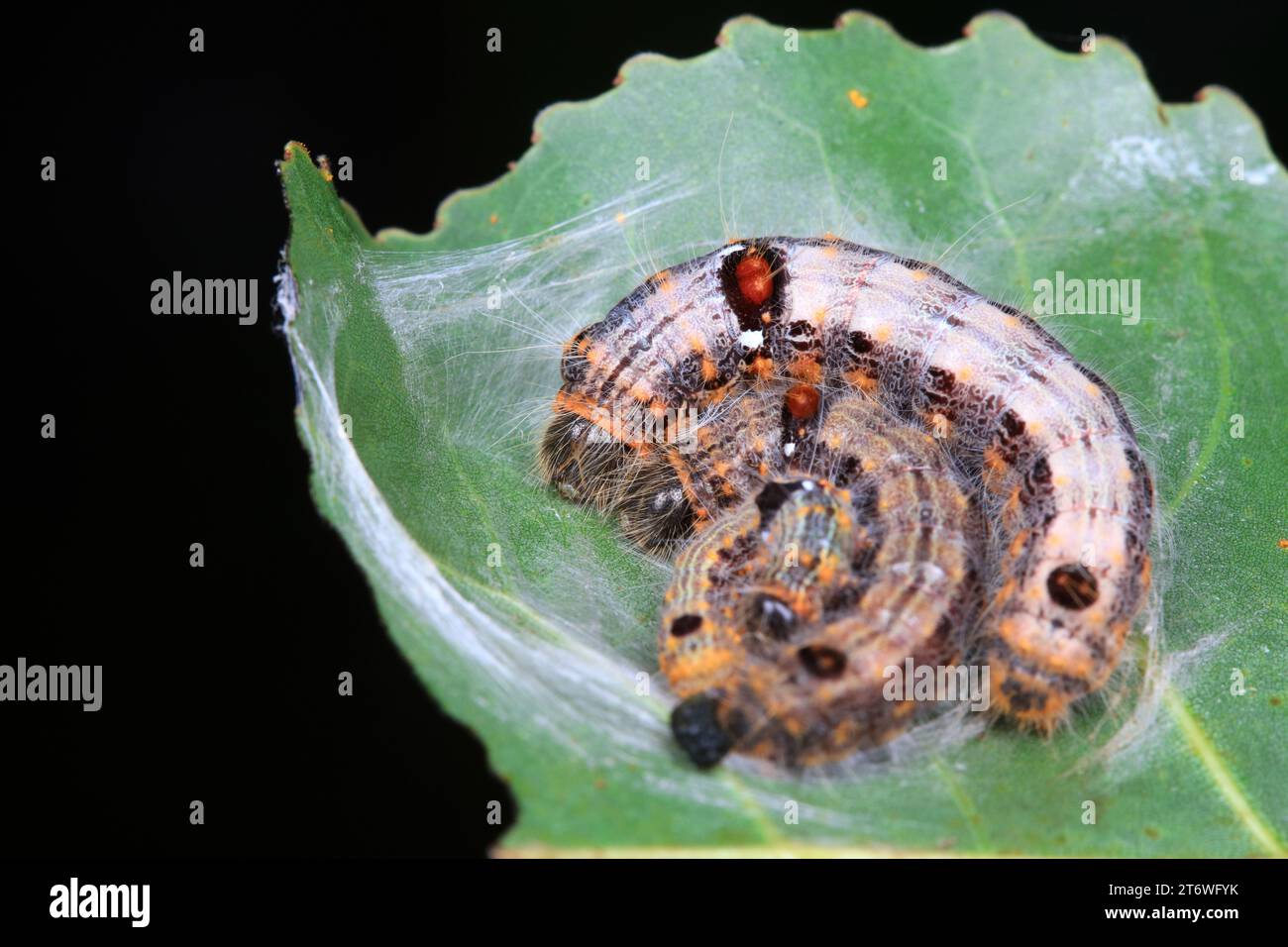 The larvae of moths are covered with bristles and look terrible Stock ...