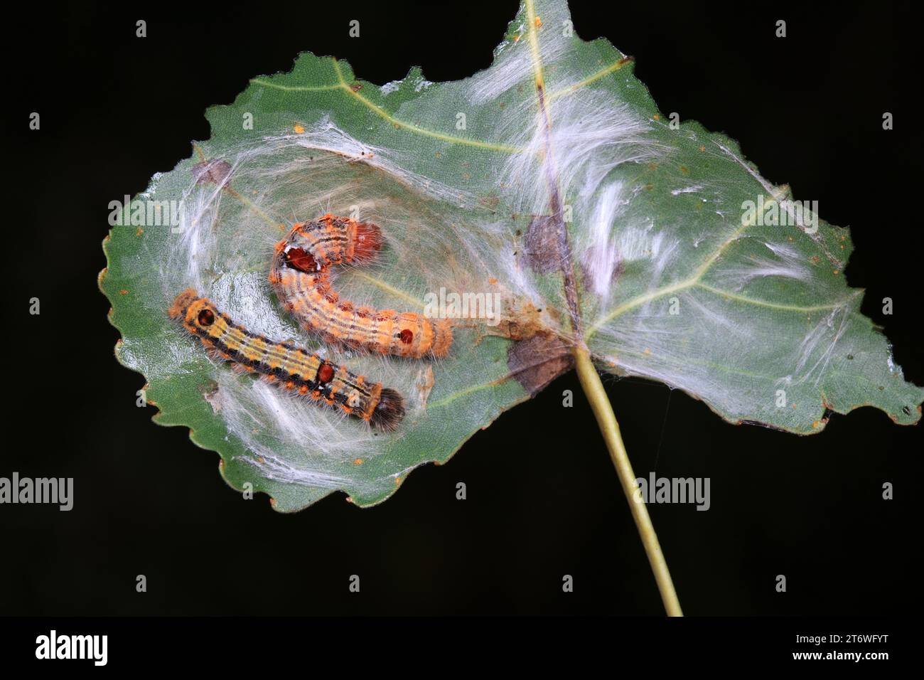 The larvae of moths are covered with bristles and look terrible Stock ...