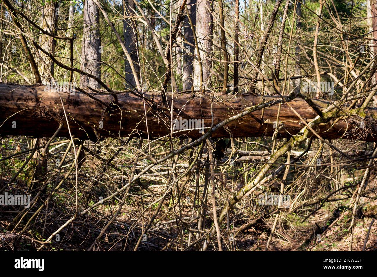 A fallen large dry spruce in the forest, an impenetrable windbreak ...