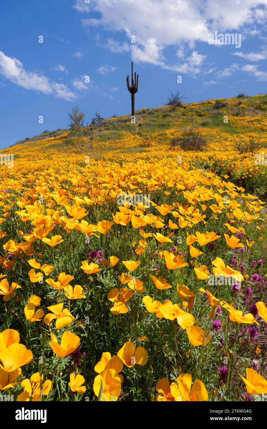 Mexican Gold poppies, along the Bush Highway, Tonto National Forest ...