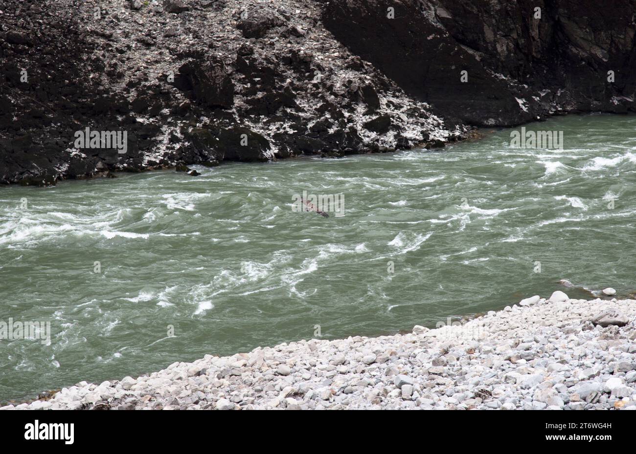 Fraser river canada salmon hi-res stock photography and images - Alamy