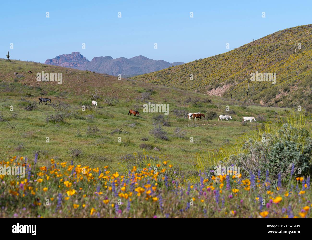Wild horses roam in spring, Red Mountain on horizon, Tonto National ...