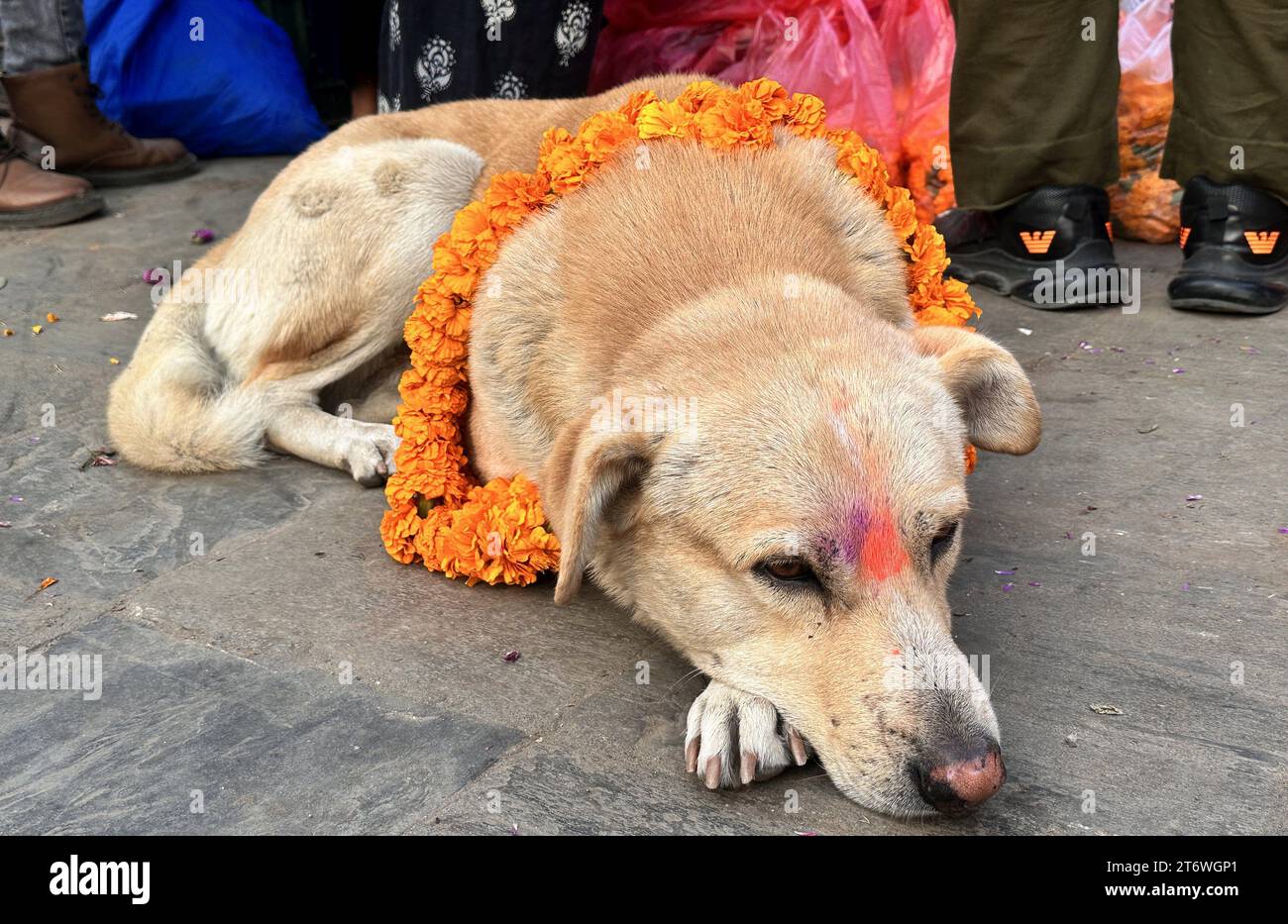 November 12, 2023, Kathmandu, Bagmati, Nepal: A dog is worshiped during ...