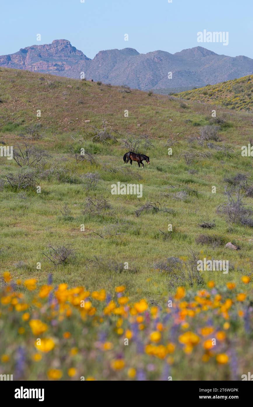 Wild horses roam in spring, Red Mountain on horizon, Tonto National ...