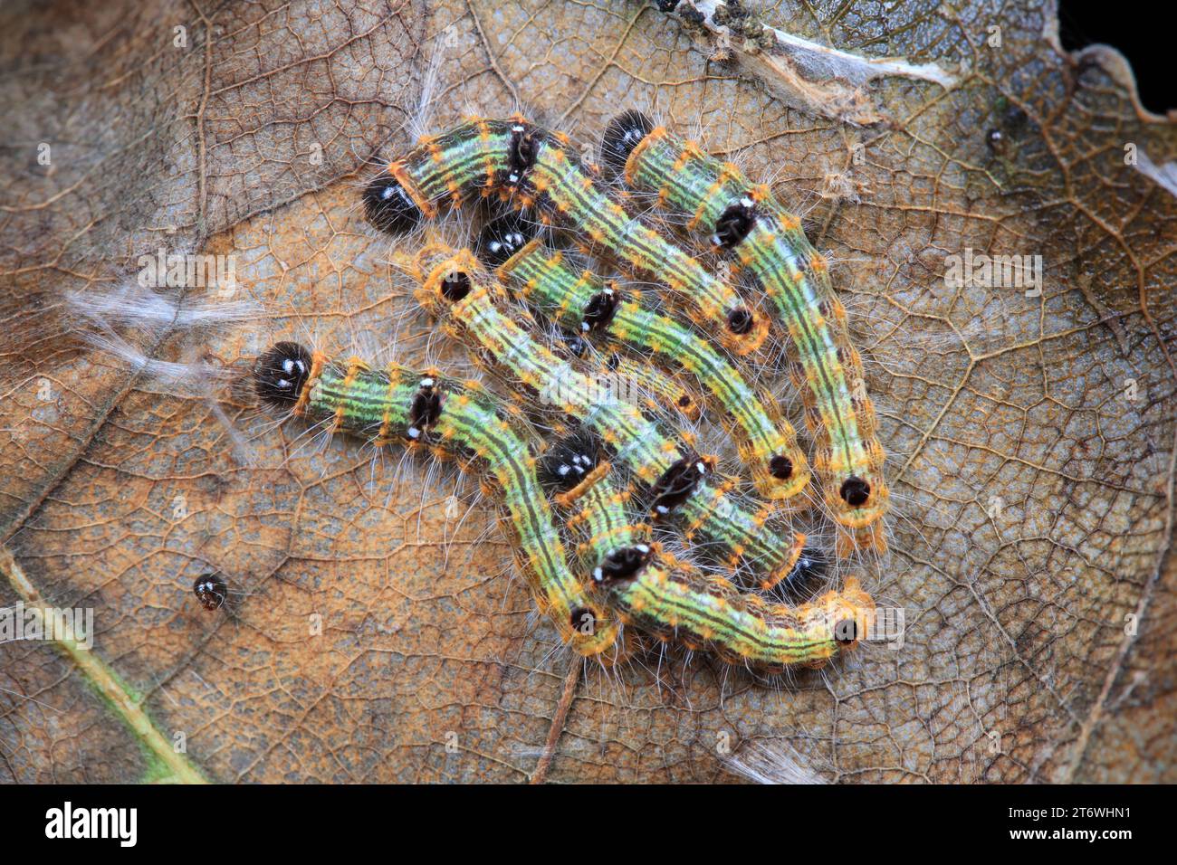 The larvae of moths are covered with bristles and look terrible Stock ...