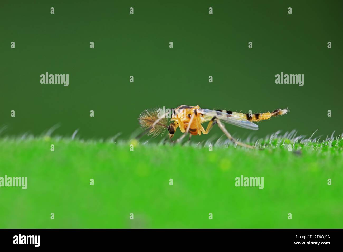 Virus plant research field hi-res stock photography and images - Alamy