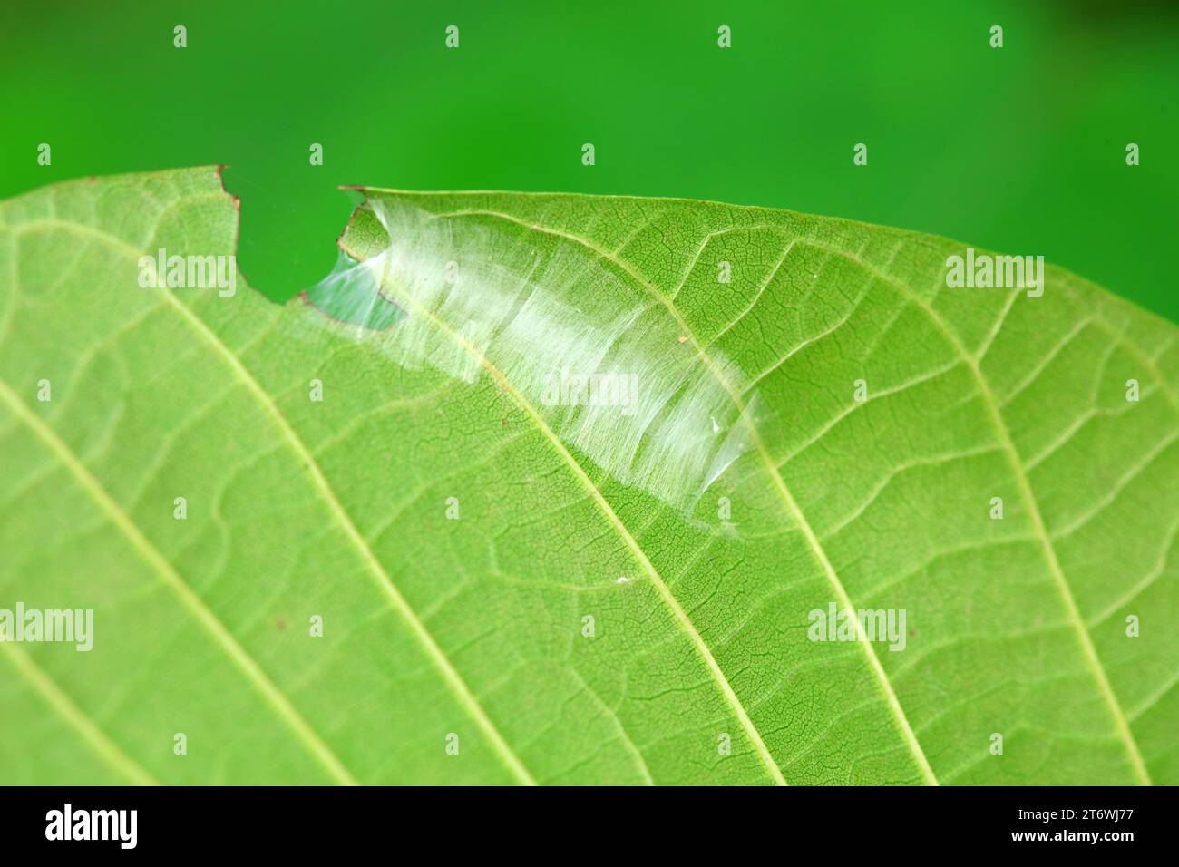 Moth nests on wild plants, North China Stock Photo - Alamy