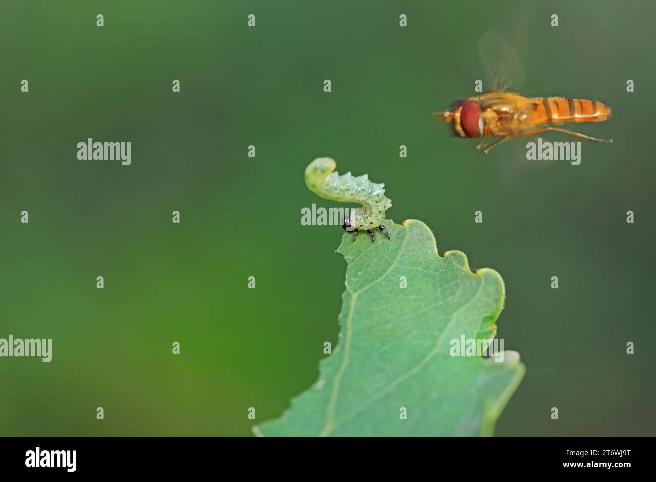 Flies on plants in the nature, North China Plain Stock Photo - Alamy