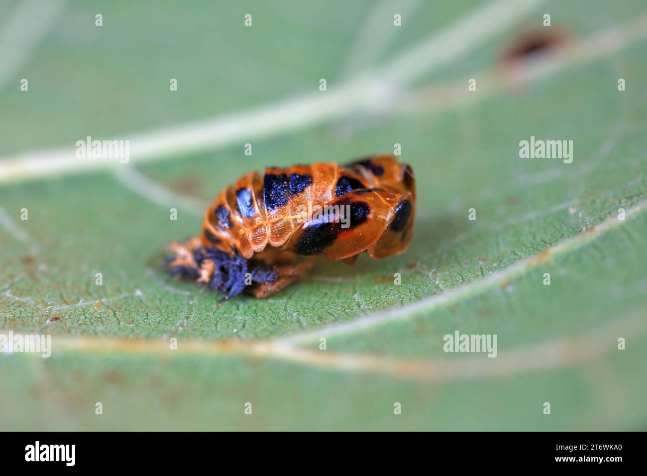 The pupae of ladybugs are on wild plants, North China Stock Photo - Alamy
