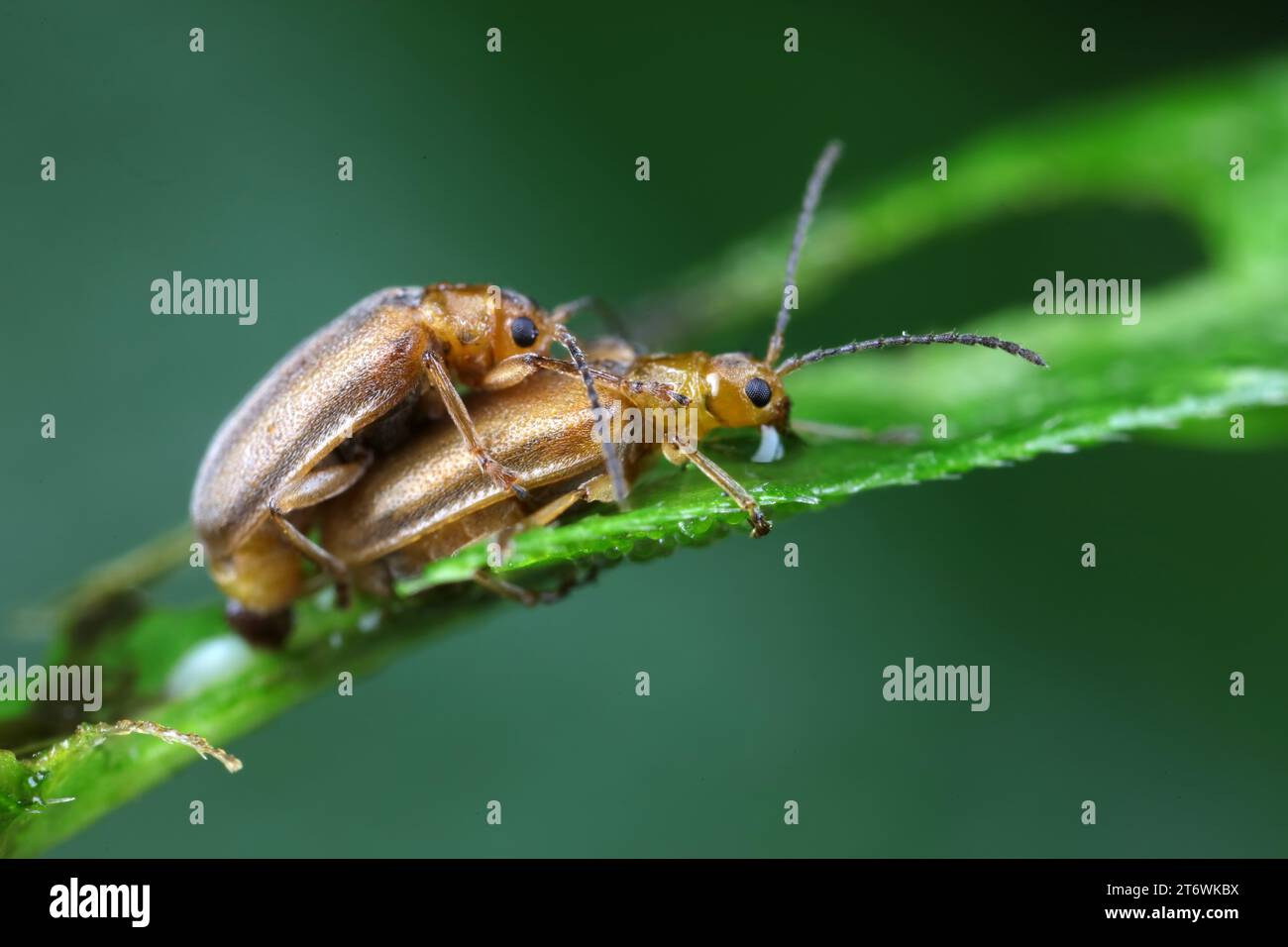 Leaf beetles inhabit wild plants in North China Stock Photo - Alamy