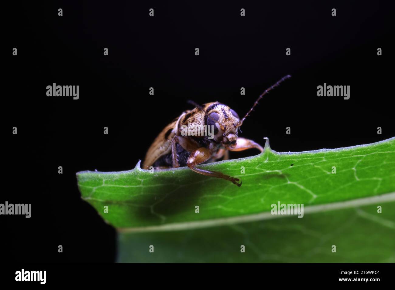 Leaf beetles inhabit wild plants in North China Stock Photo - Alamy