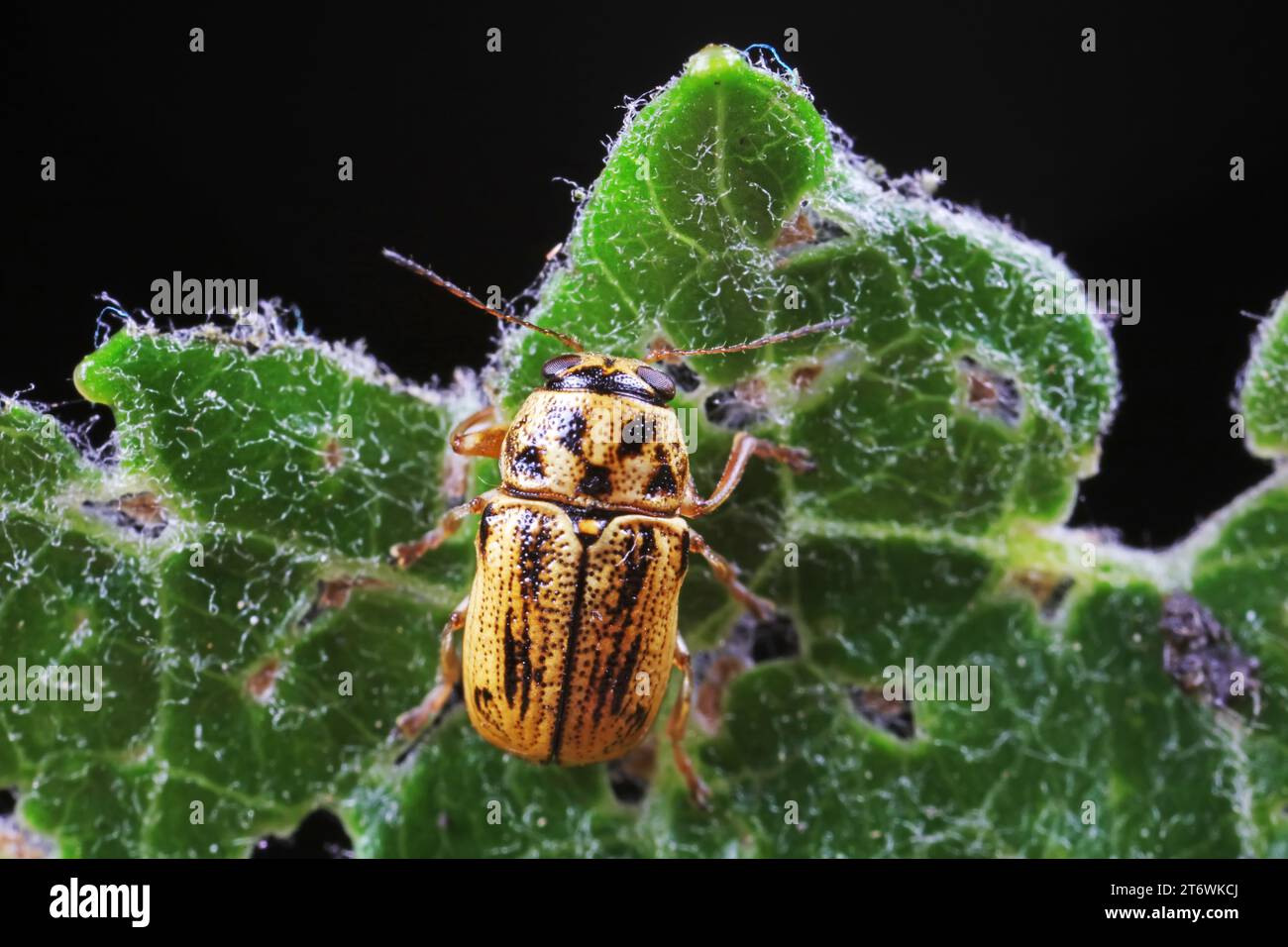 Leaf beetles inhabit wild plants in North China Stock Photo - Alamy