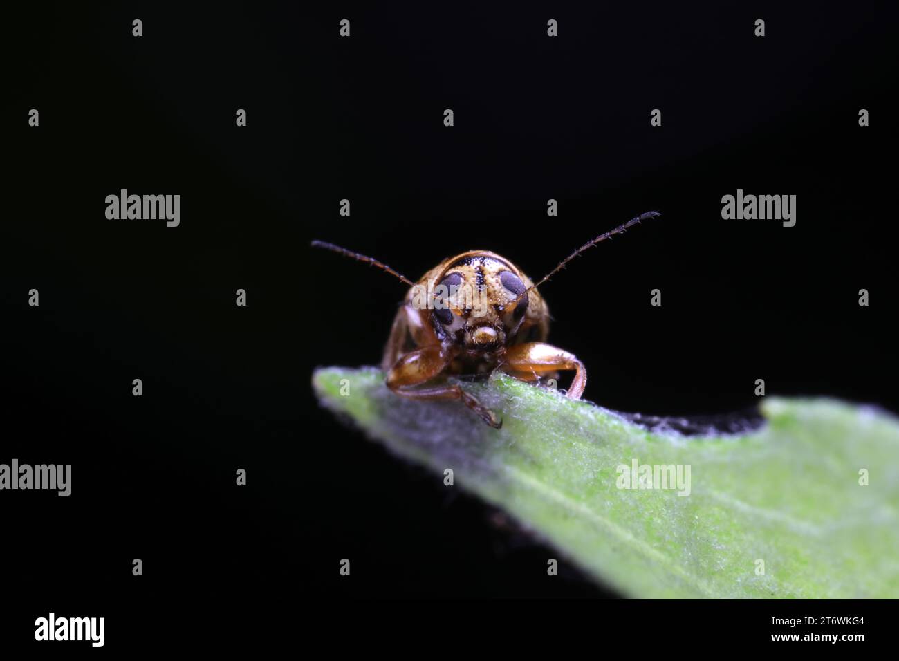 Leaf beetles inhabit wild plants in North China Stock Photo - Alamy
