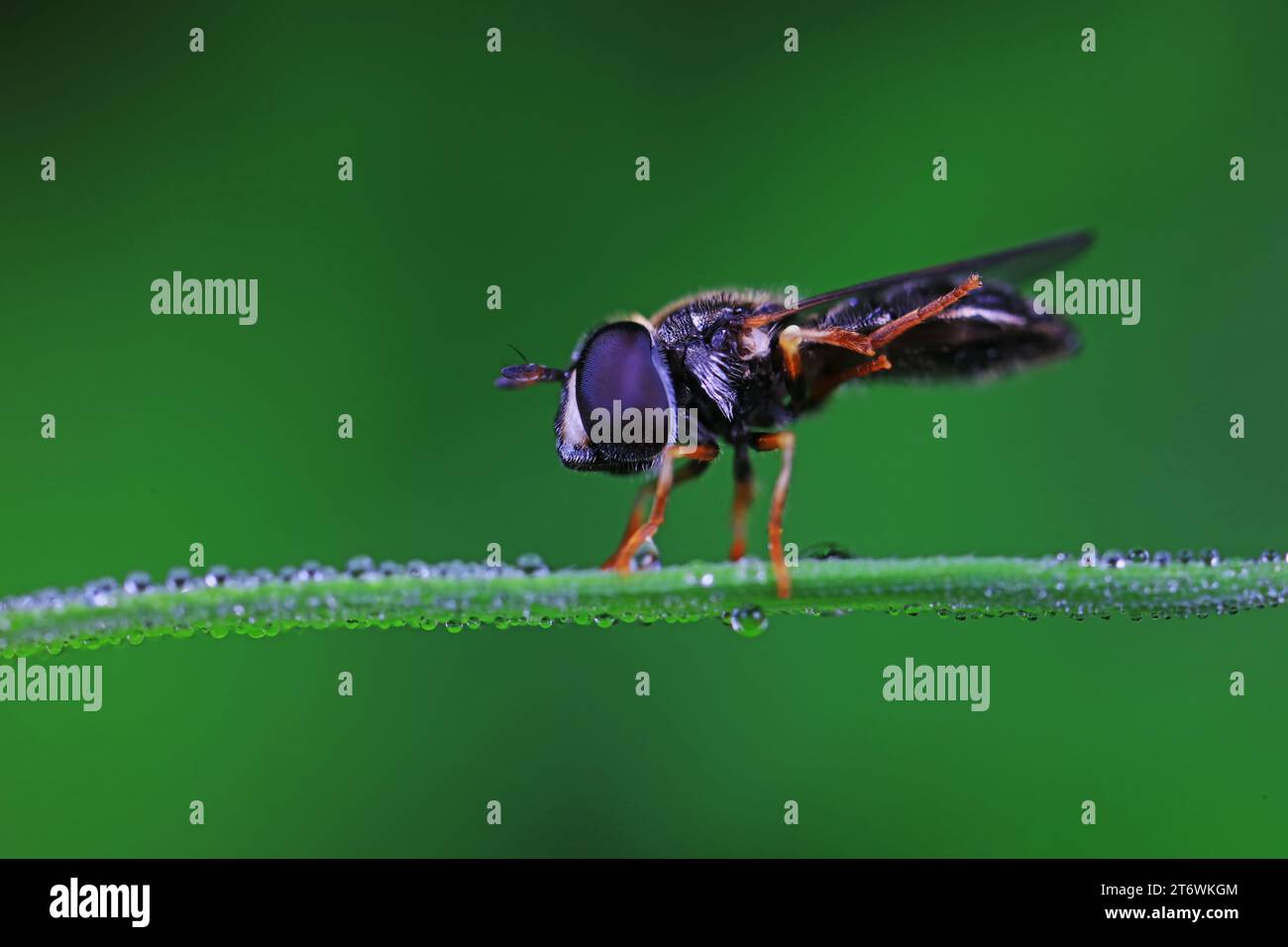 Flies on plants in the nature, North China Plain Stock Photo - Alamy