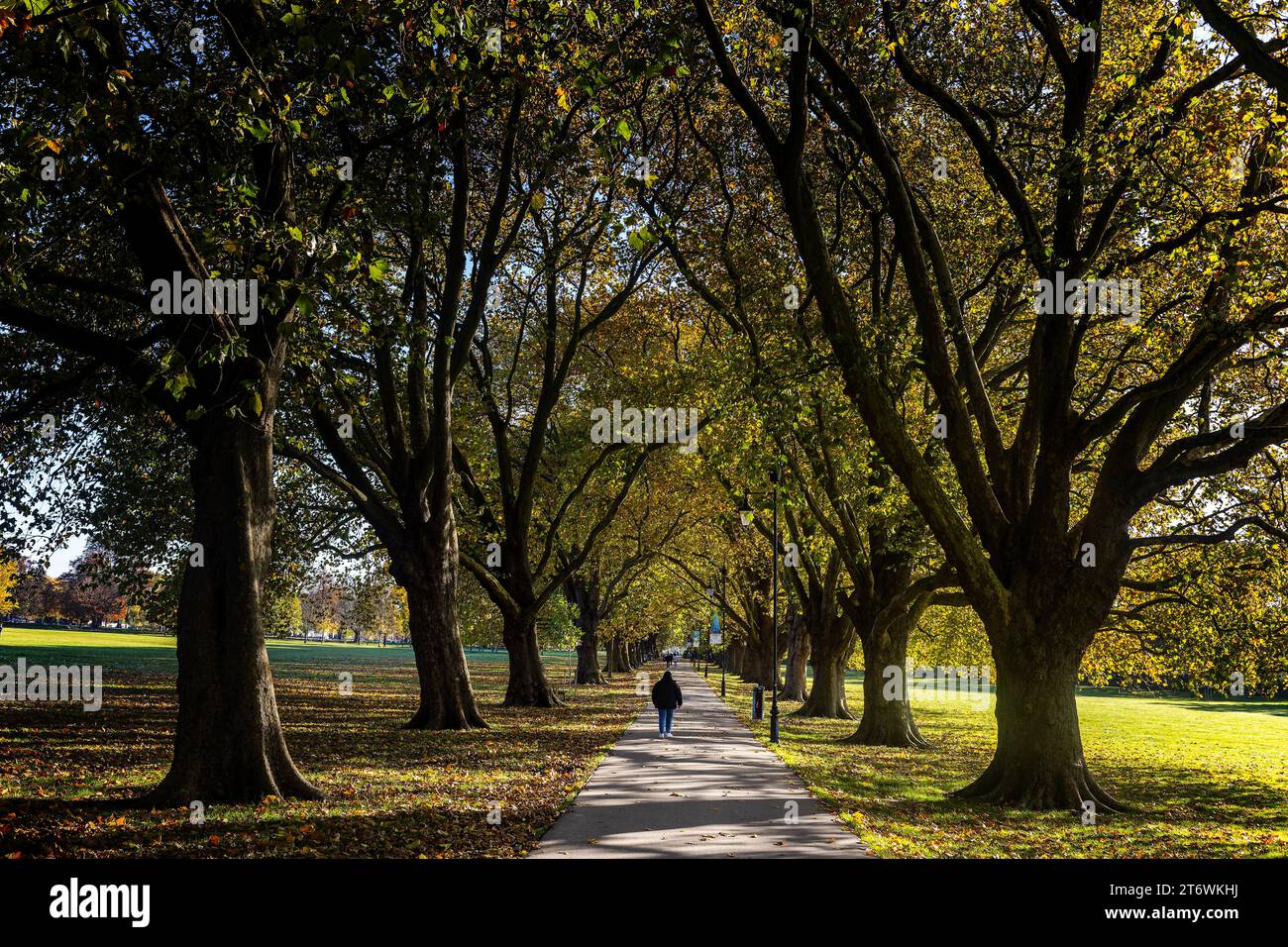 A pedestrian walking through Jesus Green, Cambridge, England Stock ...