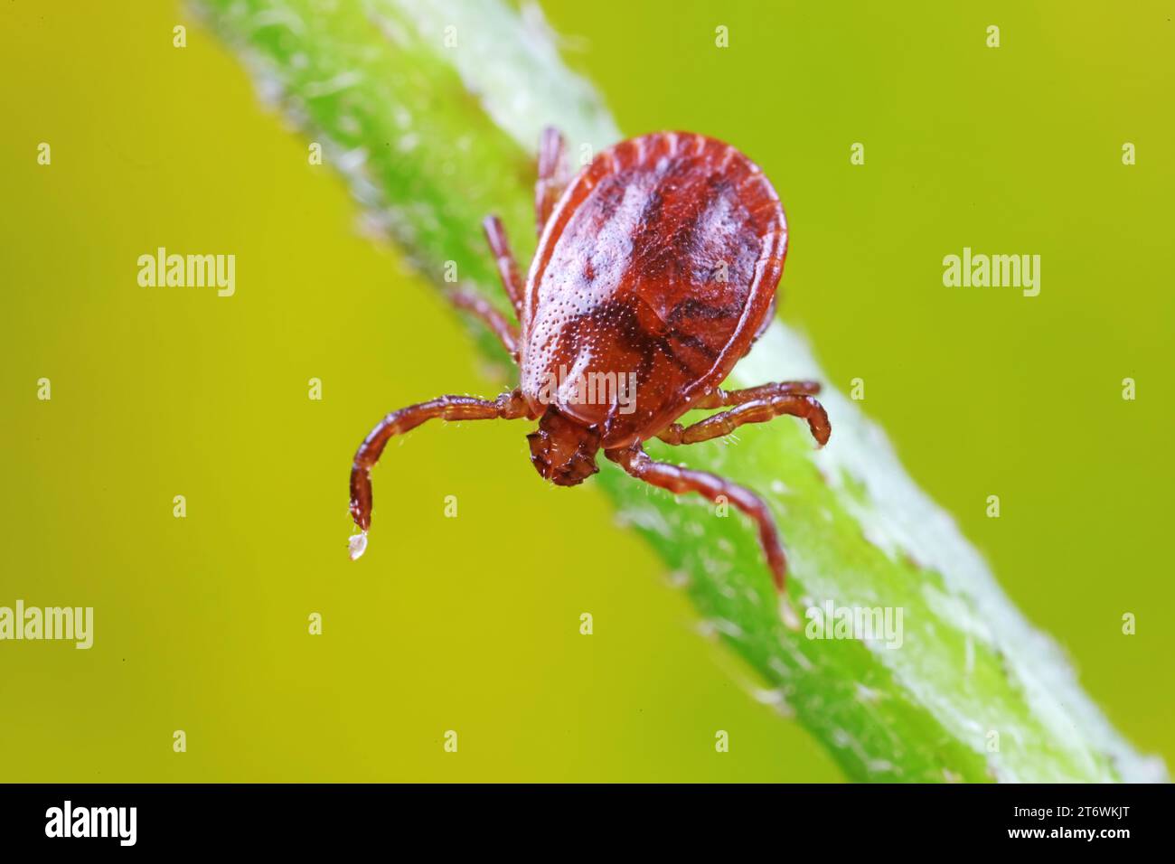 Ticks live on wild plants in the North China Plain Stock Photo - Alamy