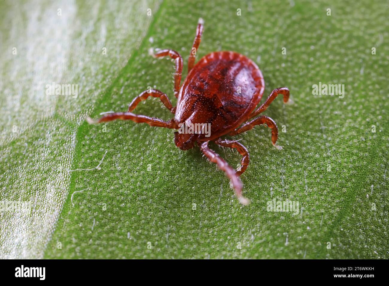 Ticks live on wild plants in the North China Plain Stock Photo - Alamy