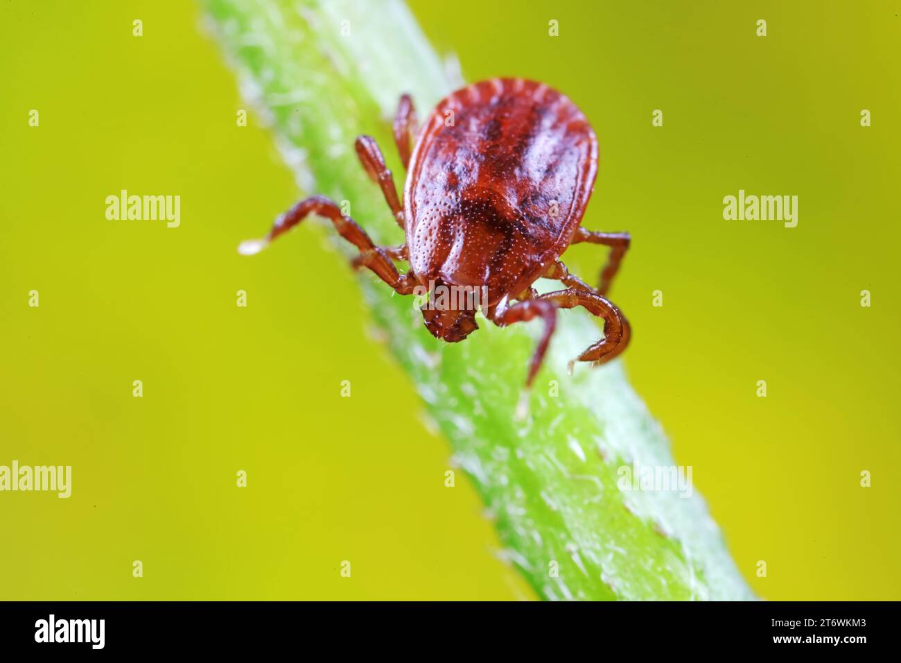 Ticks live on wild plants in the North China Plain Stock Photo - Alamy
