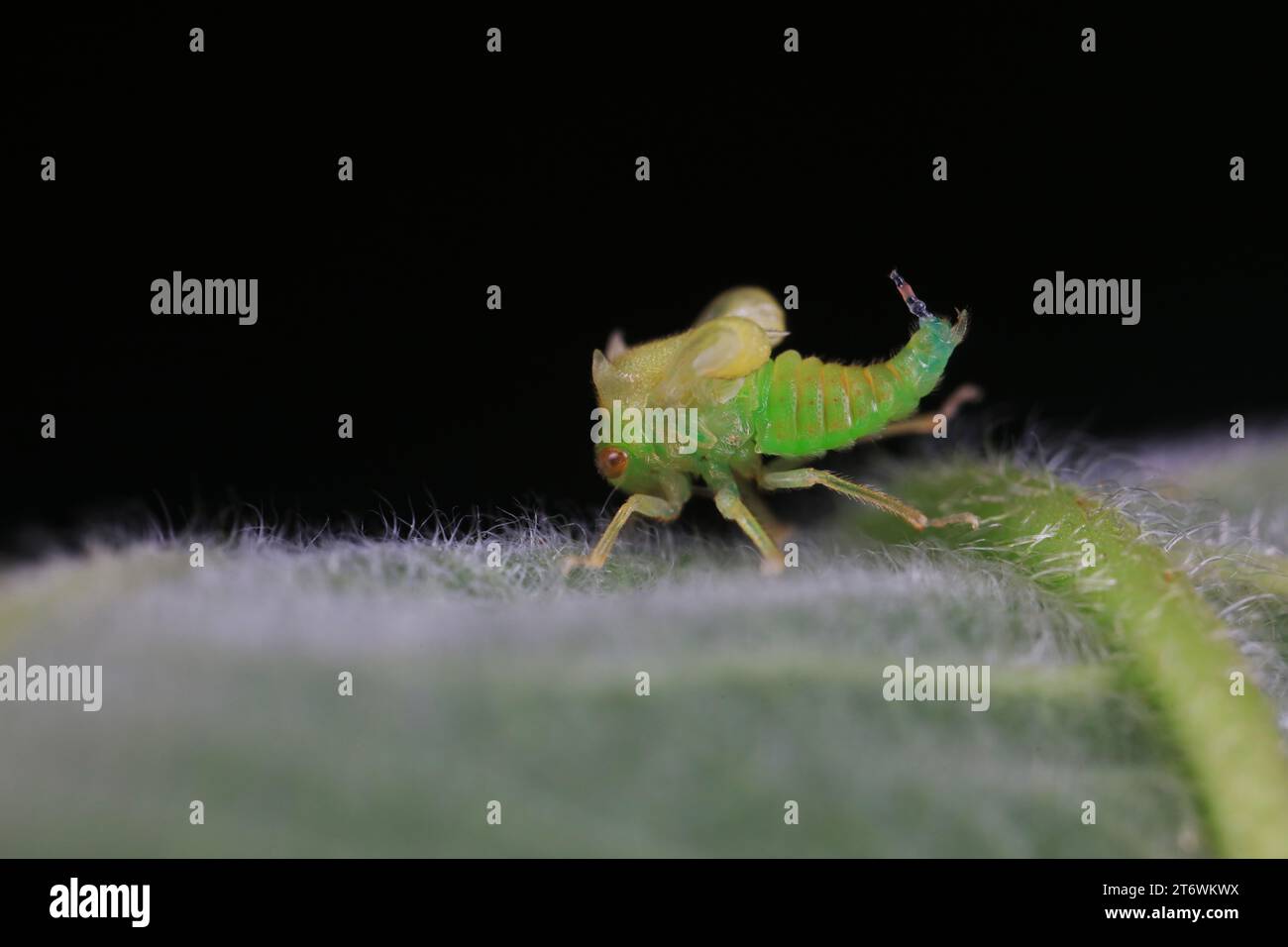Horned cicada in eclosion, North China Stock Photo - Alamy