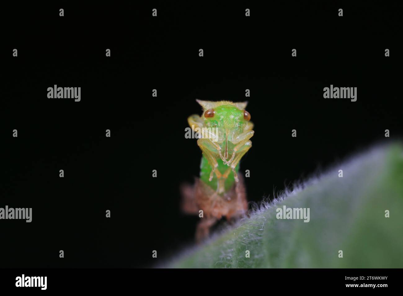 Horned cicada in eclosion, North China Stock Photo - Alamy