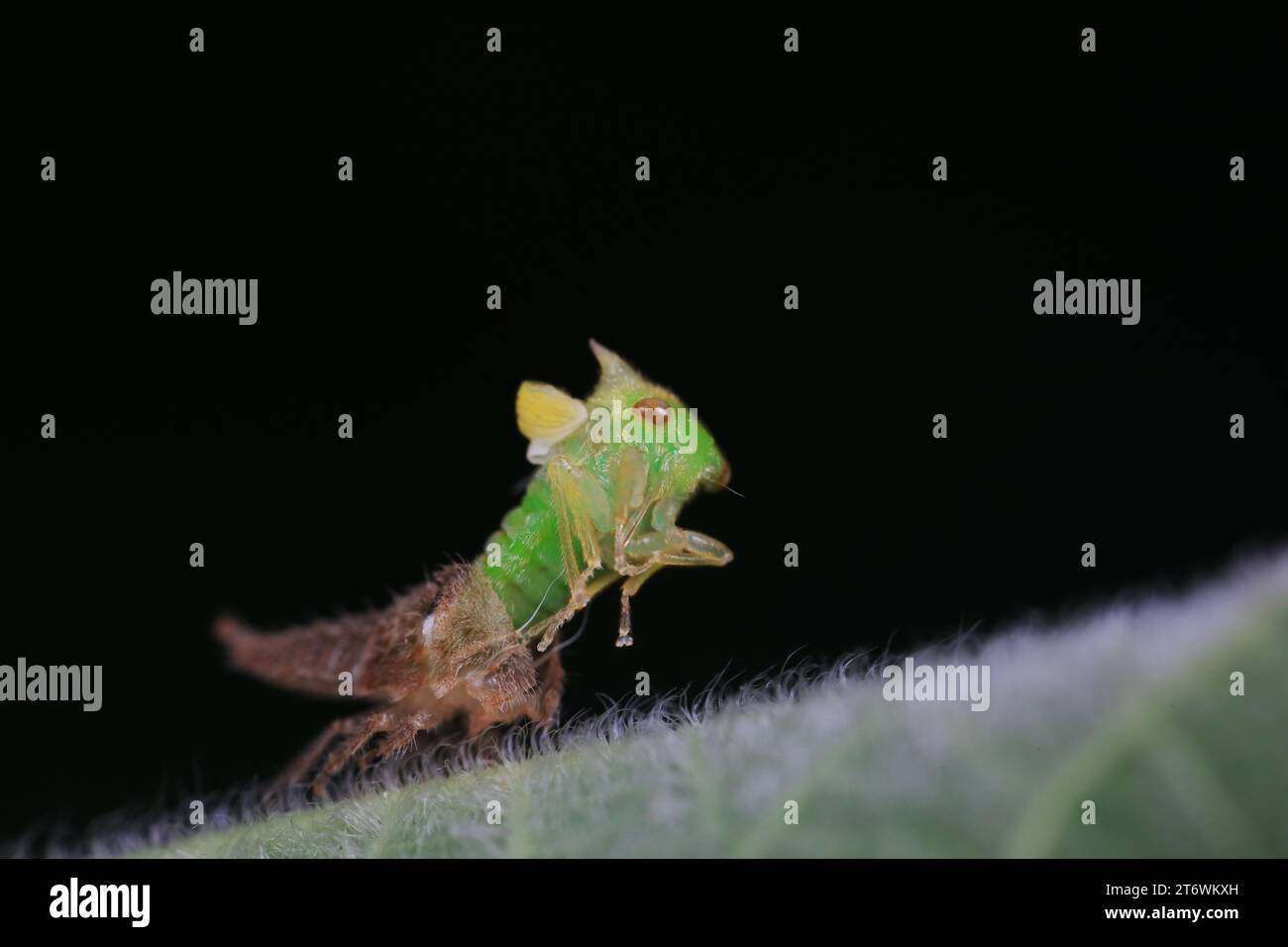 Horned cicada in eclosion, North China Stock Photo - Alamy