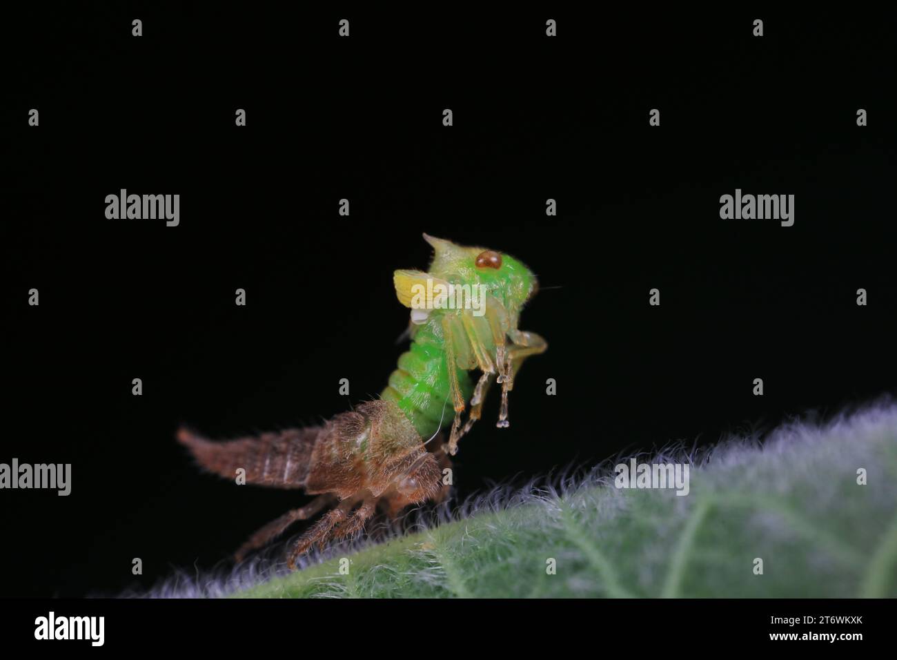 Horned cicada in eclosion, North China Stock Photo - Alamy