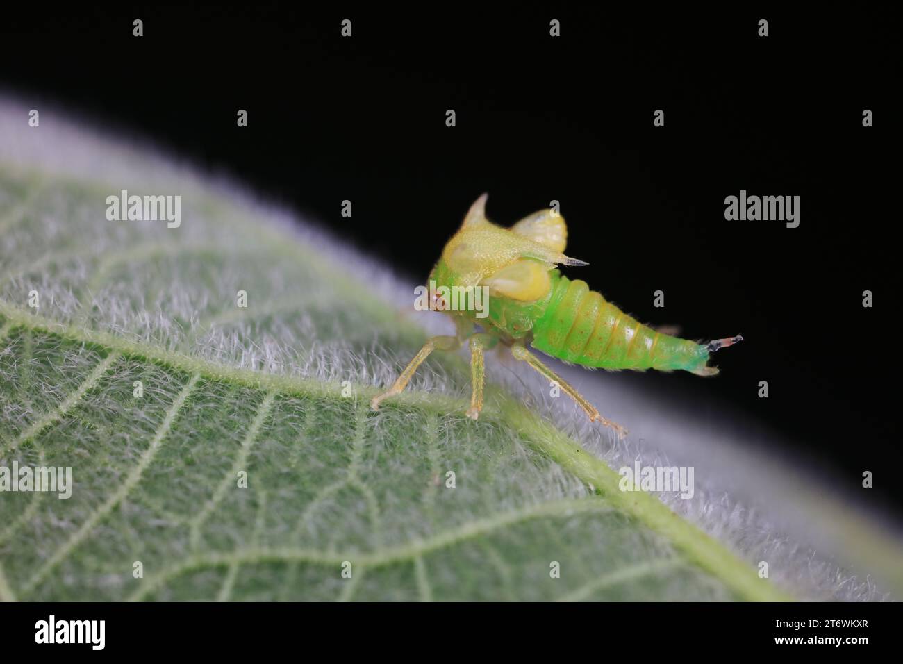 Horned cicada in eclosion, North China Stock Photo - Alamy