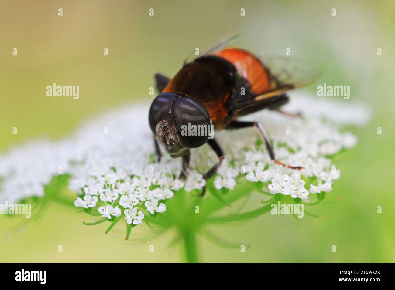Flies on plants in the nature, North China Plain Stock Photo - Alamy