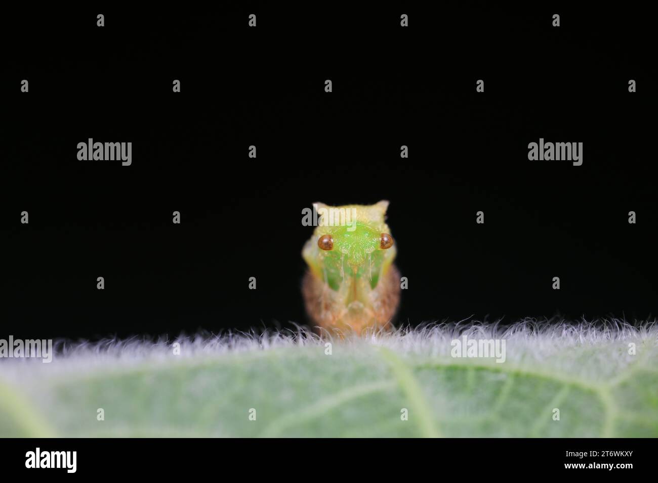 Horned cicada in eclosion, North China Stock Photo - Alamy