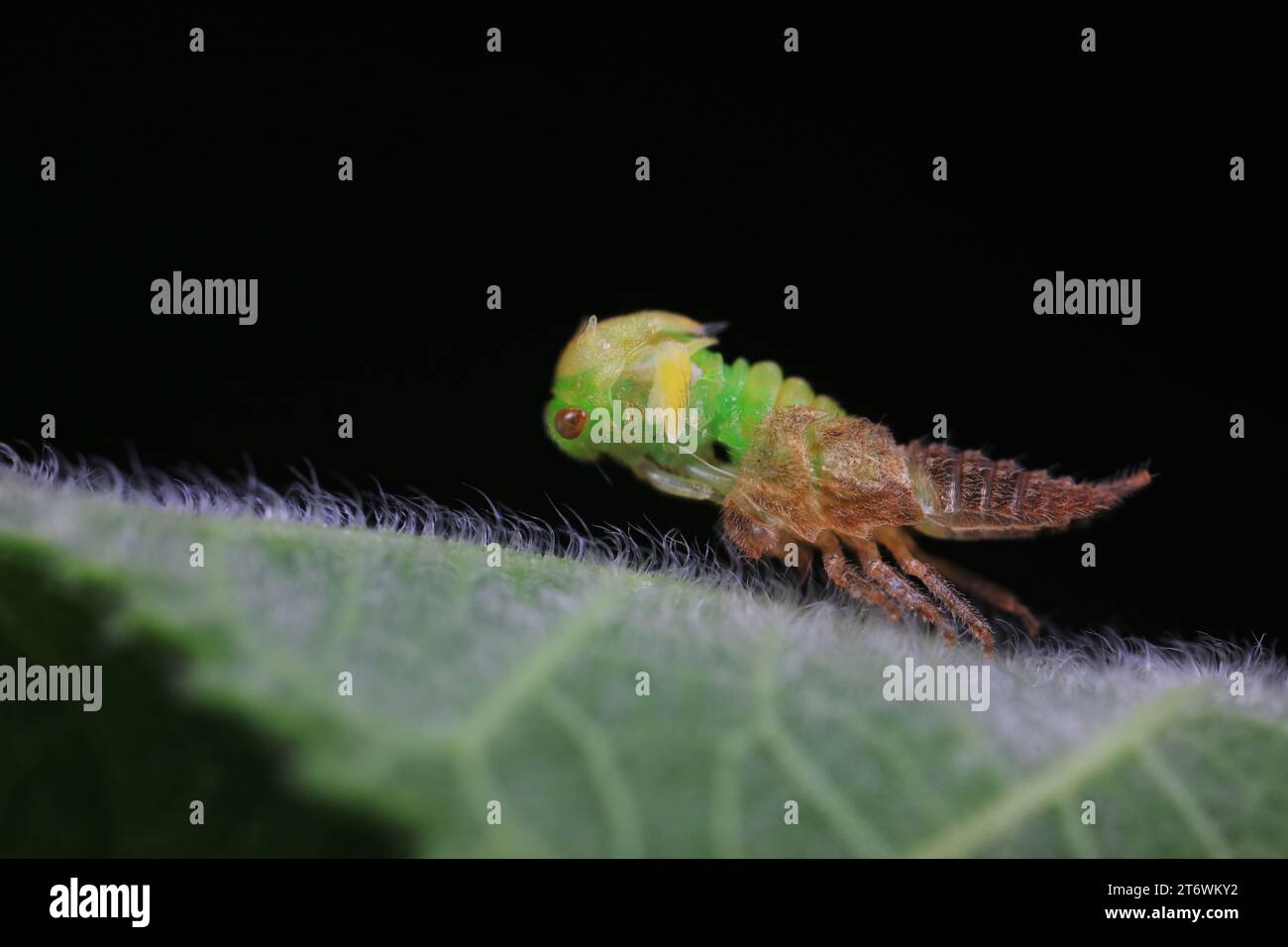 Horned cicada in eclosion, North China Stock Photo - Alamy