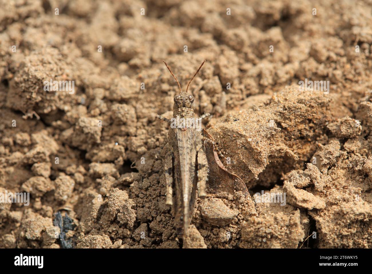 Locusts inhabit the soil, North China Stock Photo - Alamy