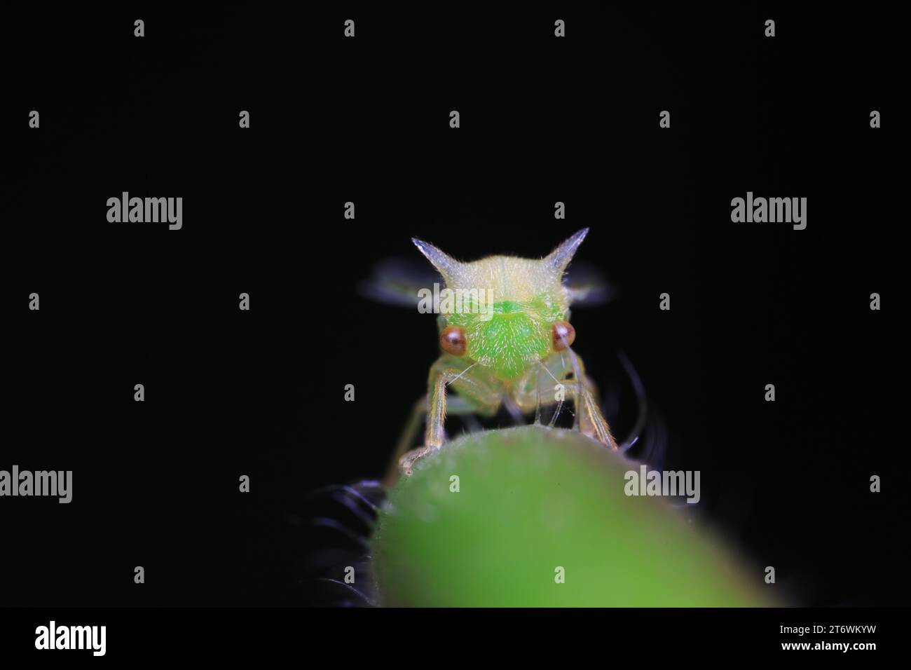 Horned cicada in eclosion, North China Stock Photo - Alamy