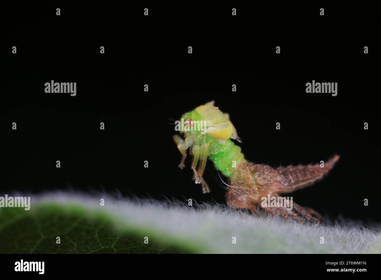 Horned cicada in eclosion, North China Stock Photo - Alamy