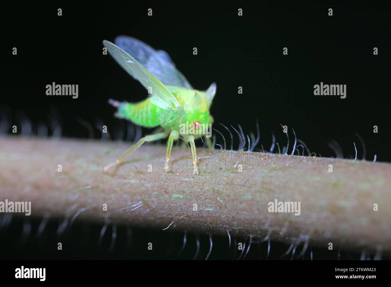 Horned cicada in eclosion, North China Stock Photo - Alamy