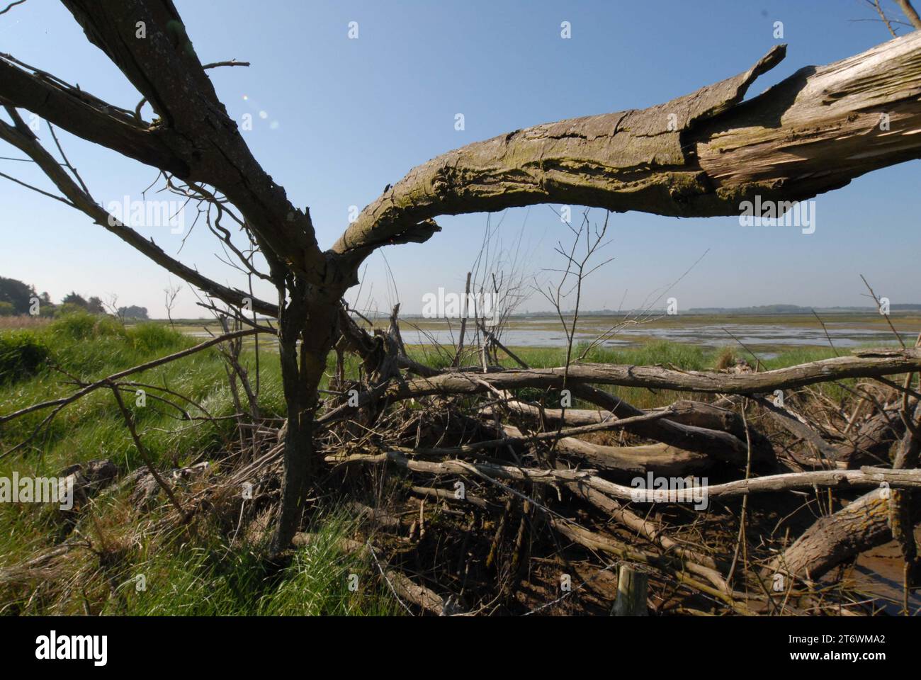 Salt-scoured trees in sunlight with blue sky and mud flats in ...