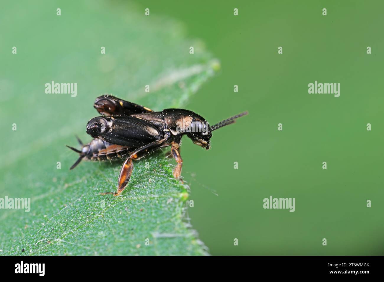 pygmy sand cricket live on wild plants in North China Stock Photo - Alamy