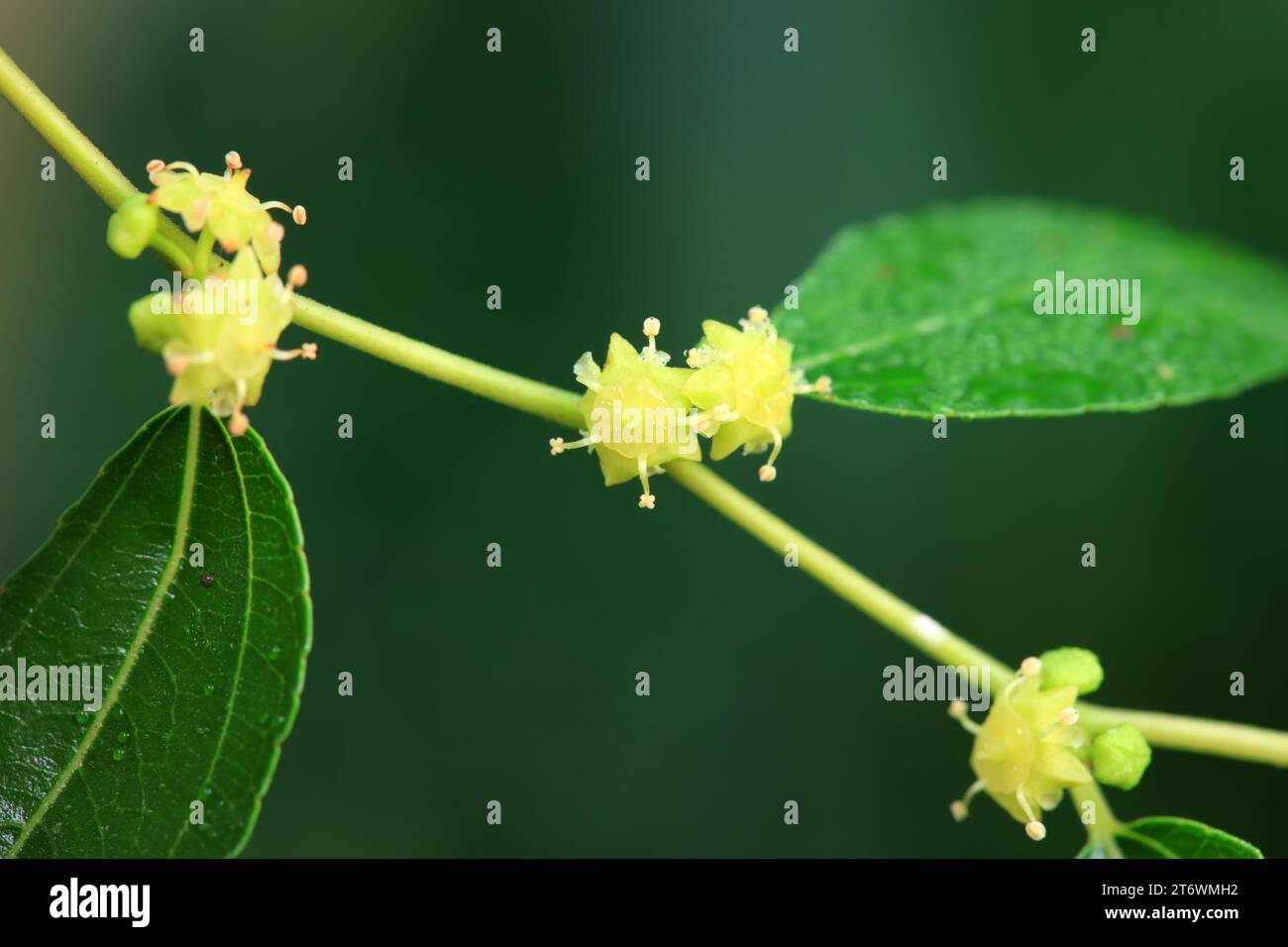 Jujube flower hi-res stock photography and images - Alamy