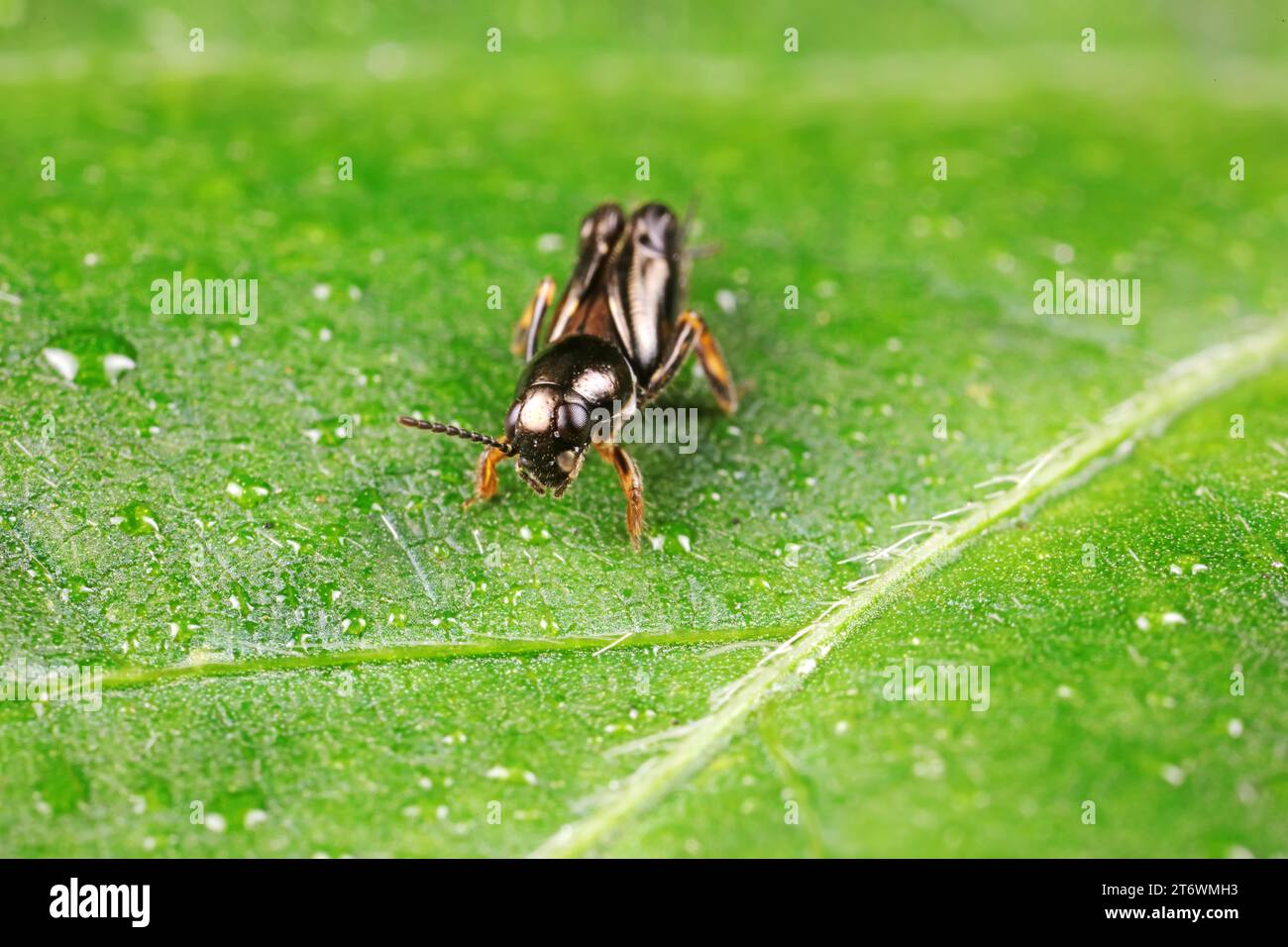 pygmy sand cricket live on wild plants in North China Stock Photo - Alamy