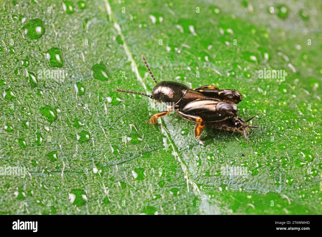 pygmy sand cricket live on wild plants in North China Stock Photo - Alamy