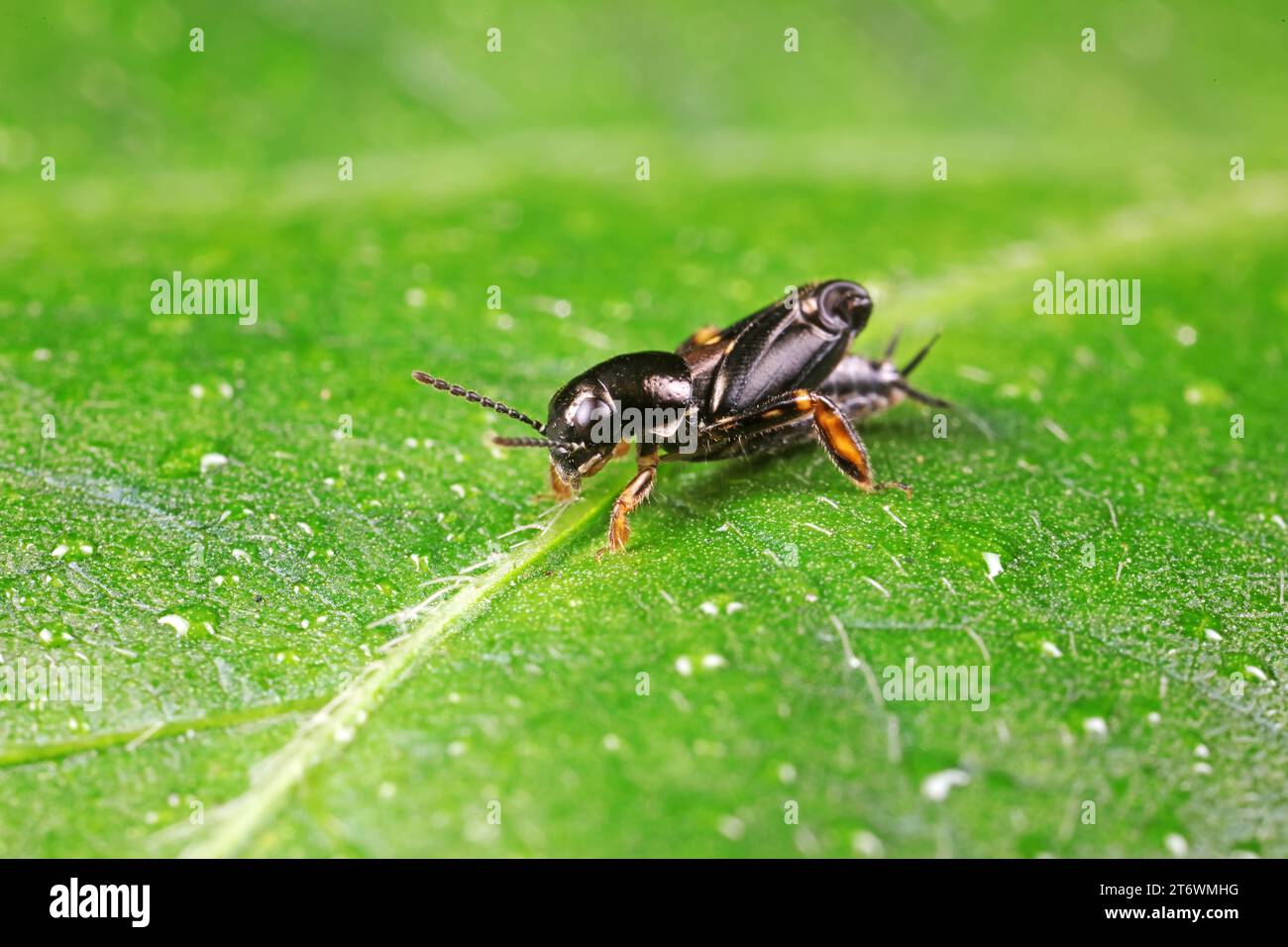 pygmy sand cricket live on wild plants in North China Stock Photo - Alamy