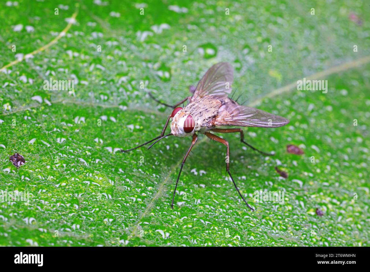 Flies on plants in the nature, North China Plain Stock Photo - Alamy