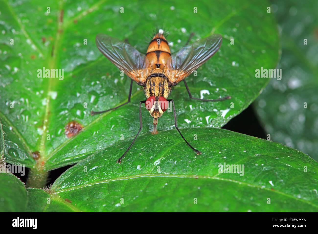 Flies on plants in the nature, North China Plain Stock Photo - Alamy