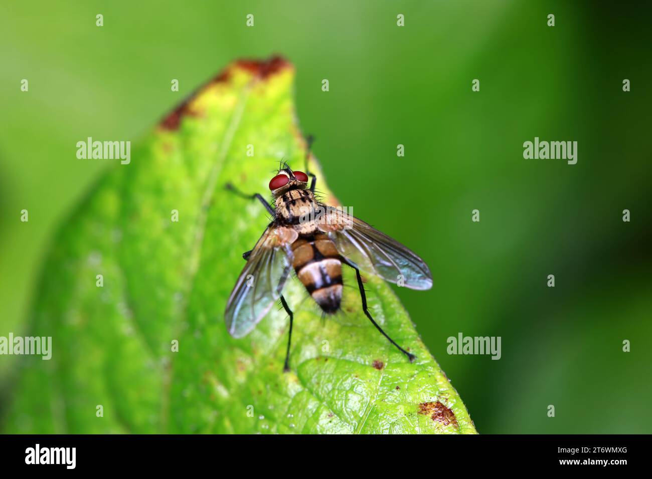 Flies on plants in the nature, North China Plain Stock Photo - Alamy