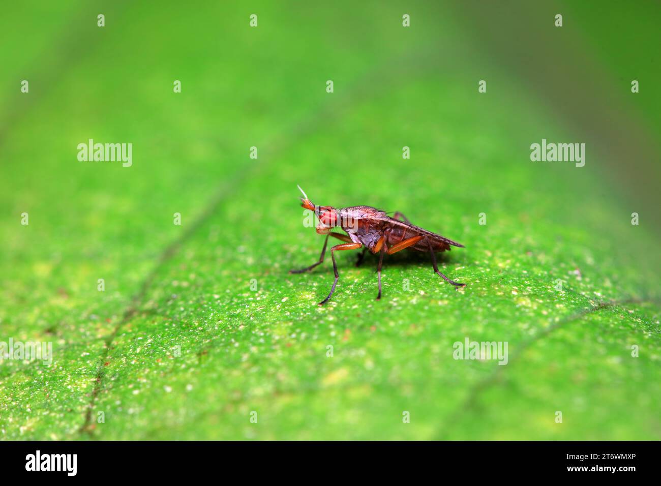 Firefly on wild plants, North China Stock Photo - Alamy