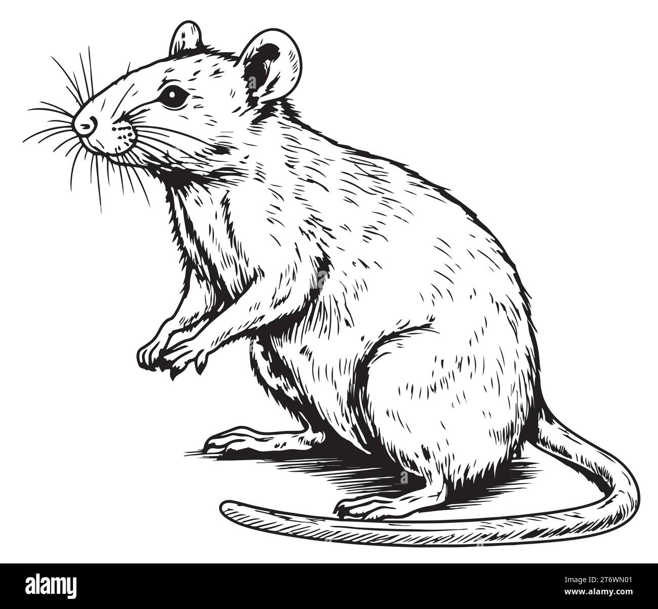 Cute Rat hand drawn sketch, vector illustration. Wild animals Stock ...